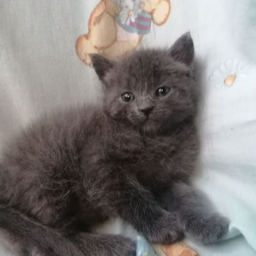Котодетки