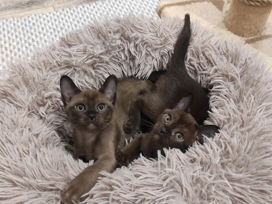 Элитные Бурманские малыши