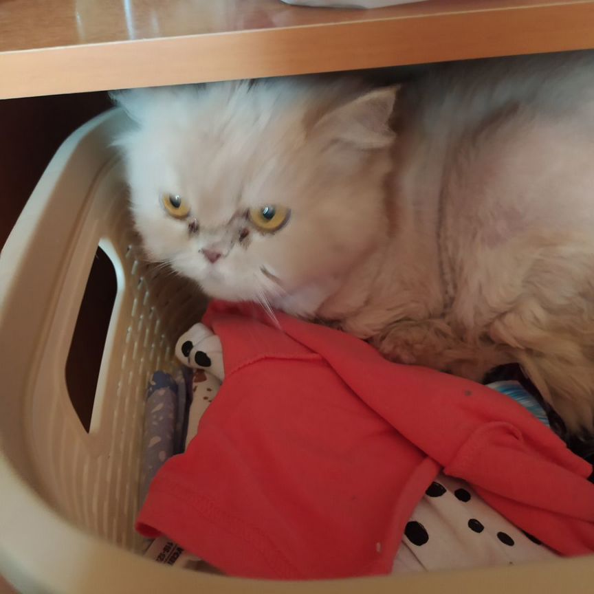 Отдам в добрые руки персидскую кошечку