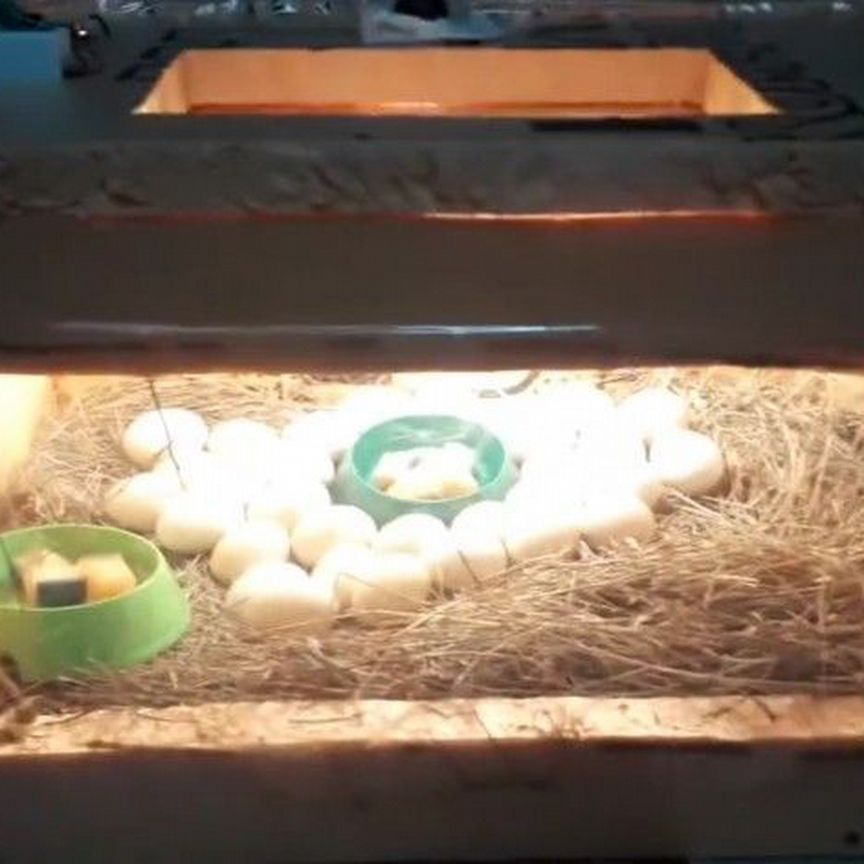 Самодельный инкубатор