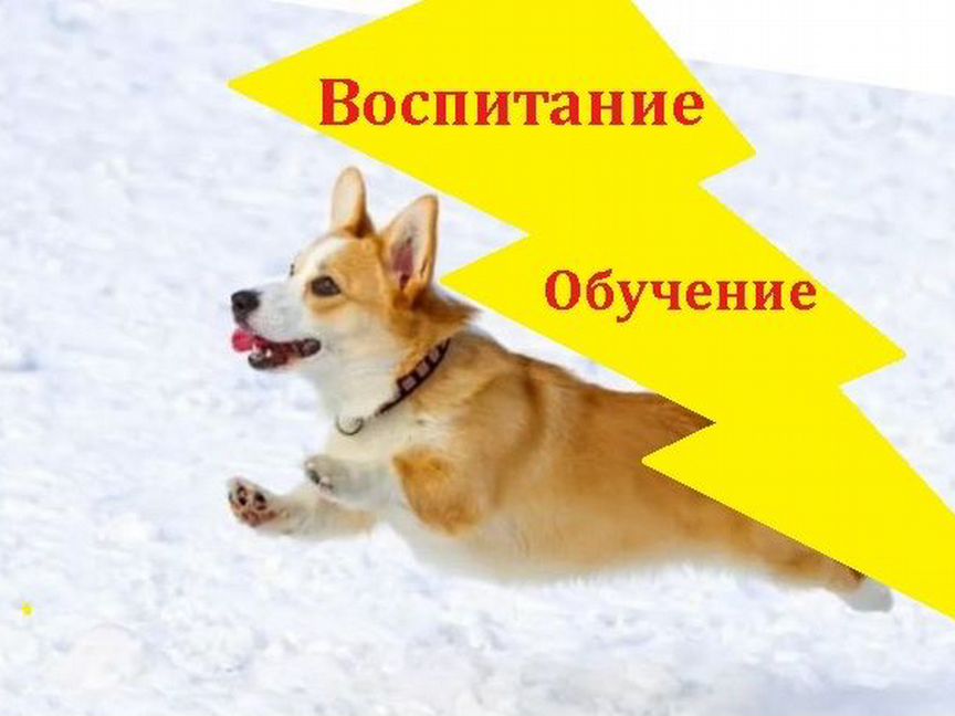 Дрессировка щенка Вельш-Корги