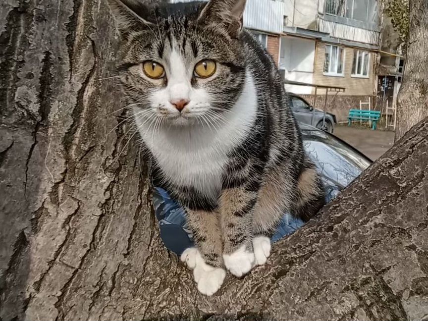 Котенок