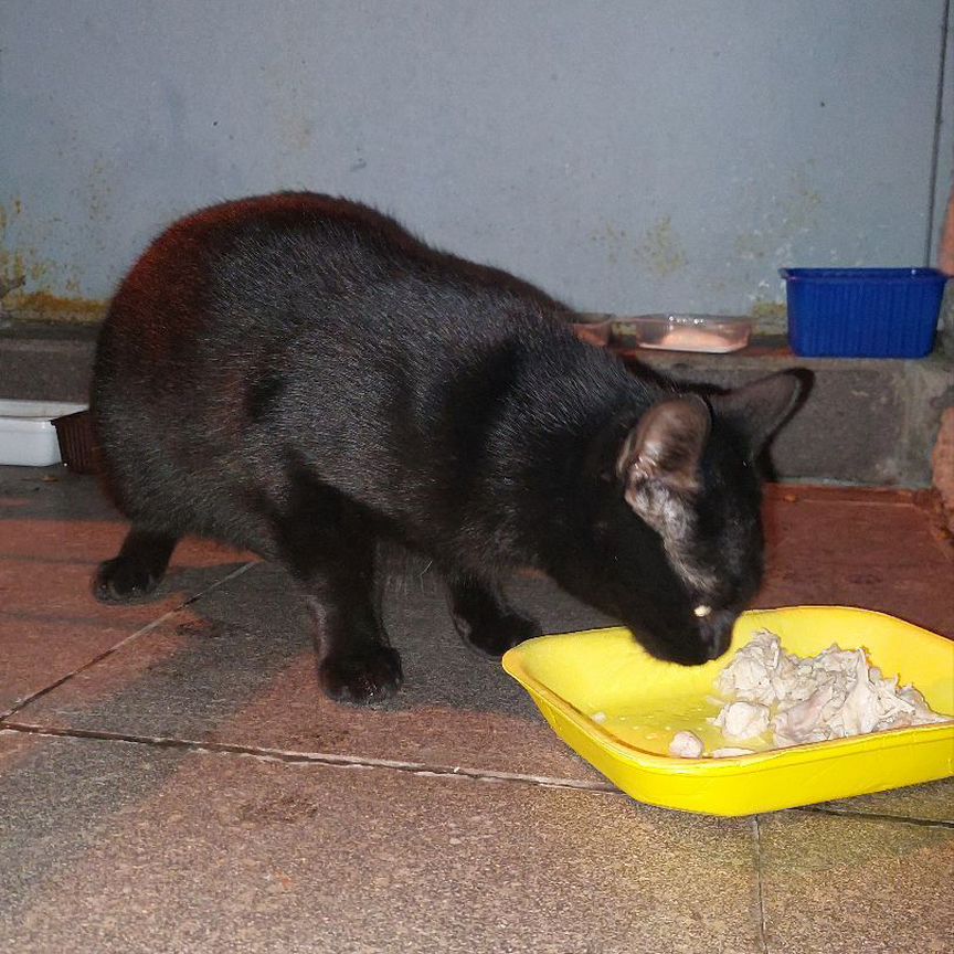 Котёнок в добрые руки