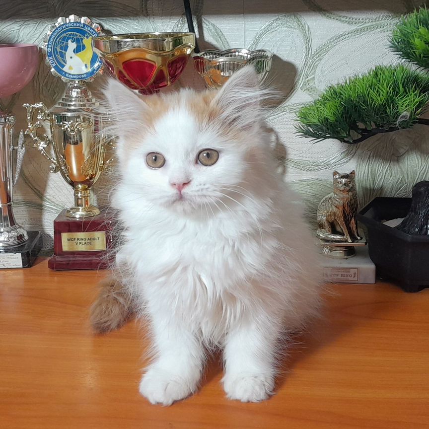 Шотландская девочка