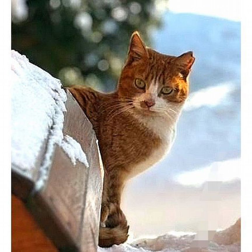Кошке нужна помощь