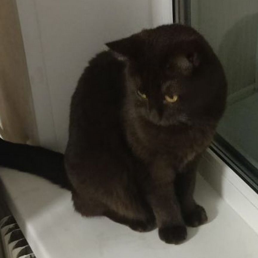 Кошка помесь британки