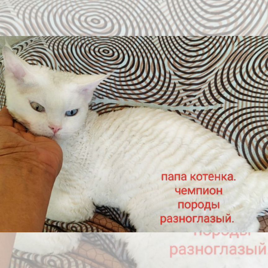 Девон-рекс, кот вязка