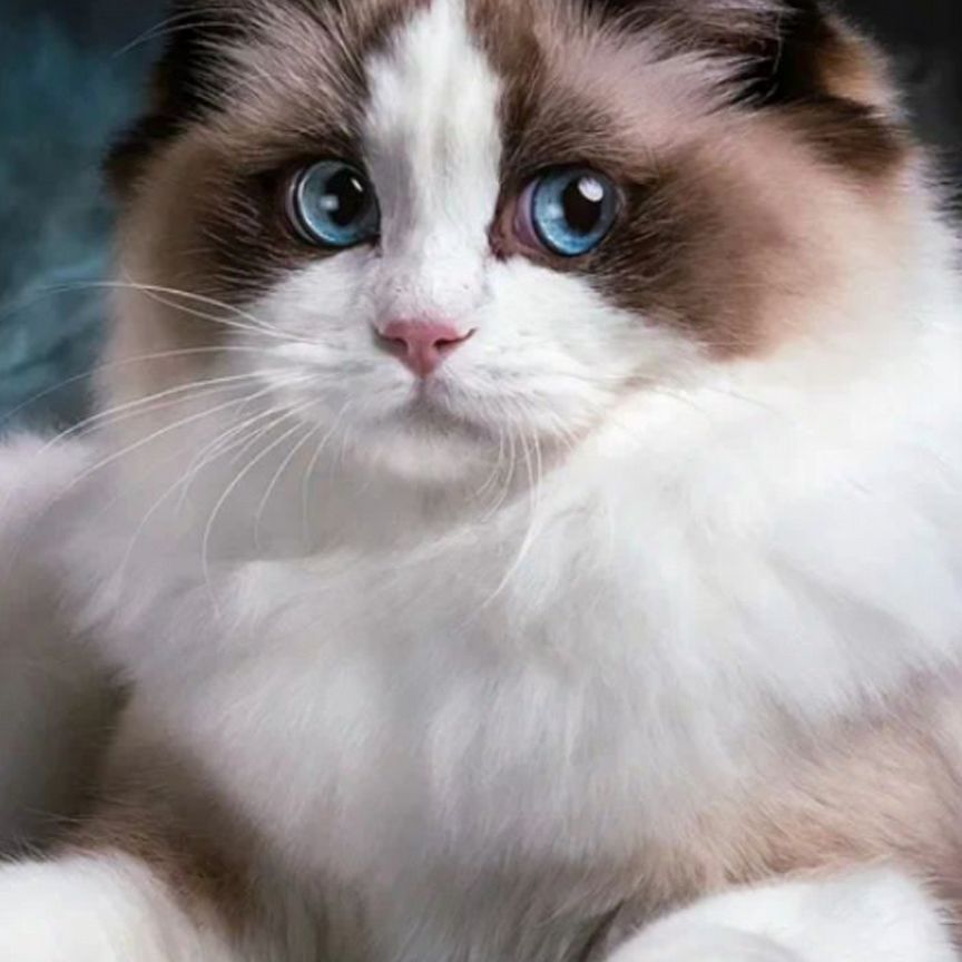 Коты Регдолл в семью
