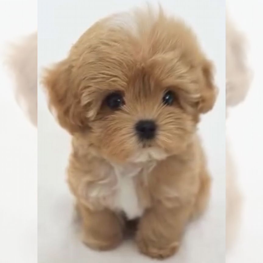 Мальтипу, щенок