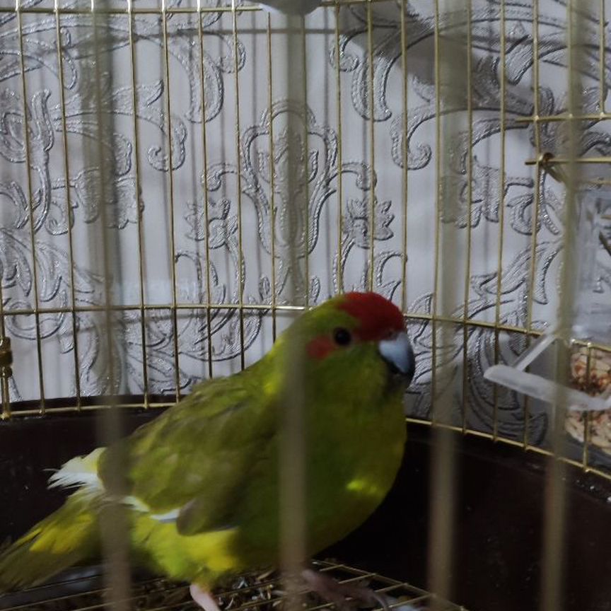 Попугай какарик