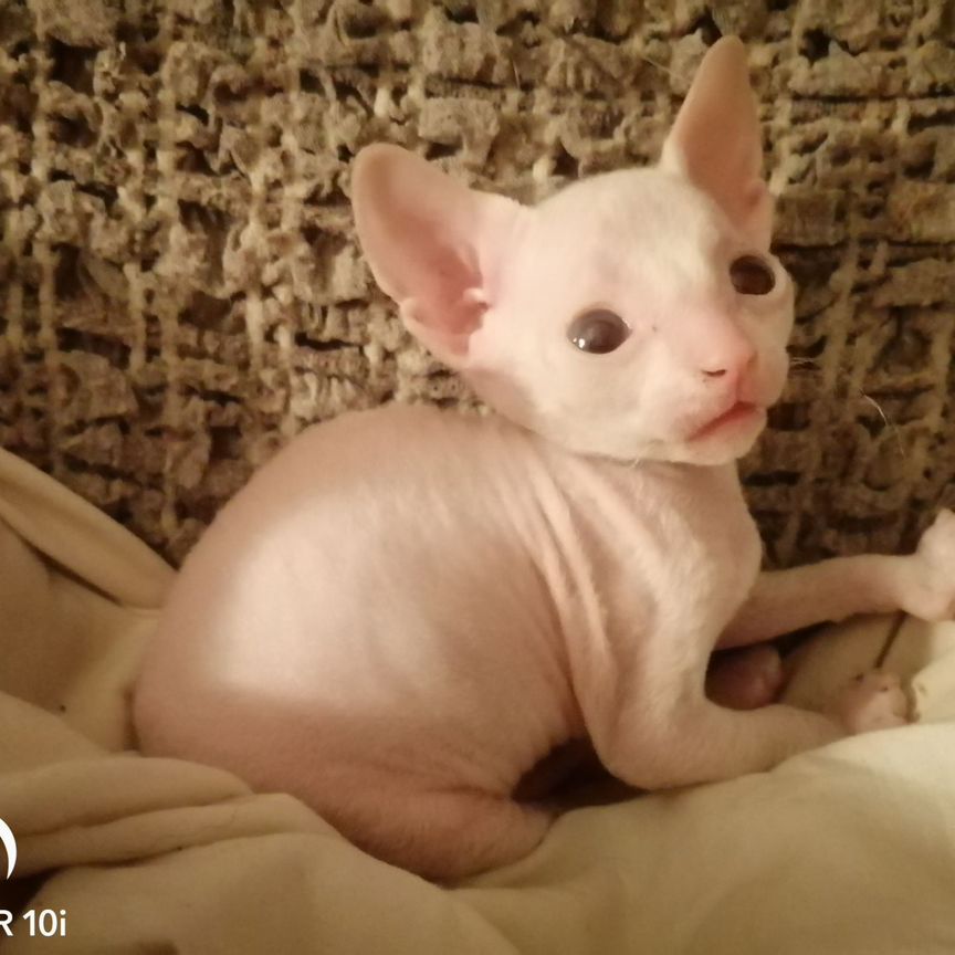 Донской сфинкс котенок