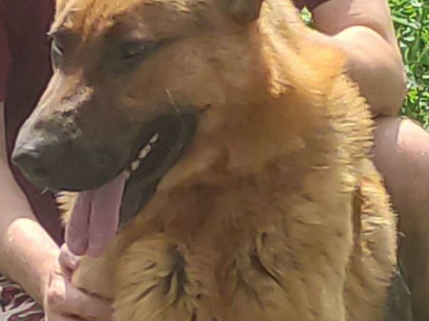 Вязка. Немецкая овчарка. Кабель