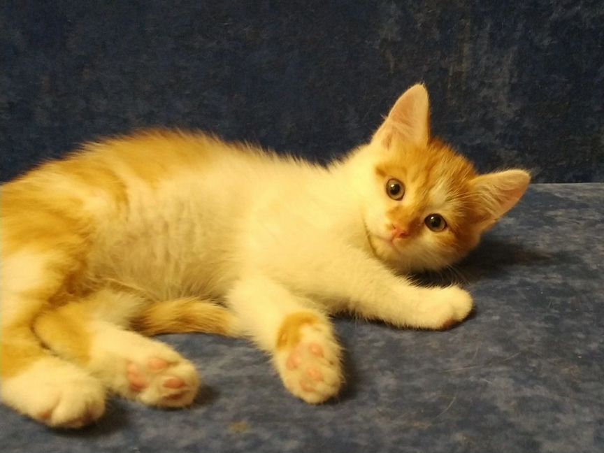 Самый красивый котенок,мальчик