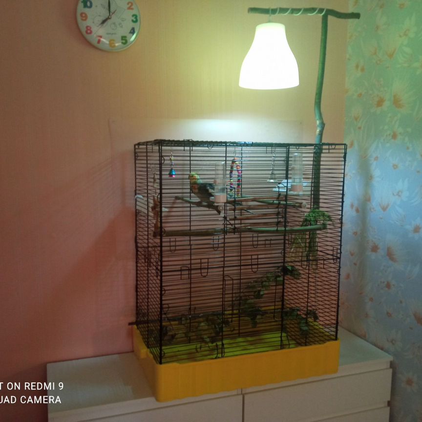 2 попугая Корелла, клетка, 2 стенда