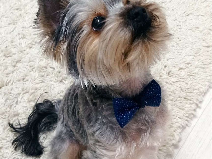 Красавчик на вязку