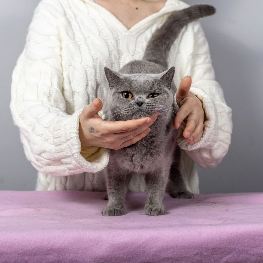 Кошечка британская