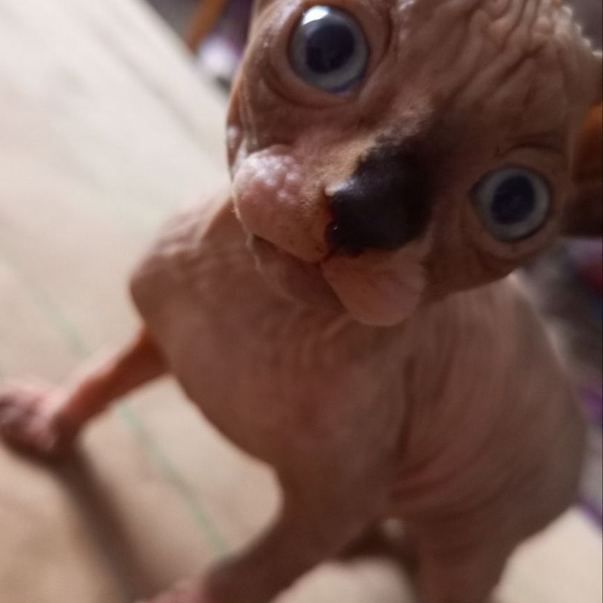 Канадский сфинкс