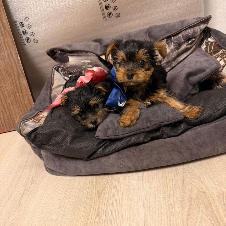 Йоркширский терьер