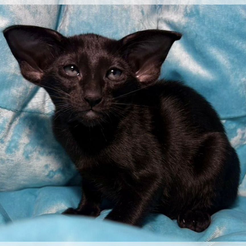 Ориентальный котёнок