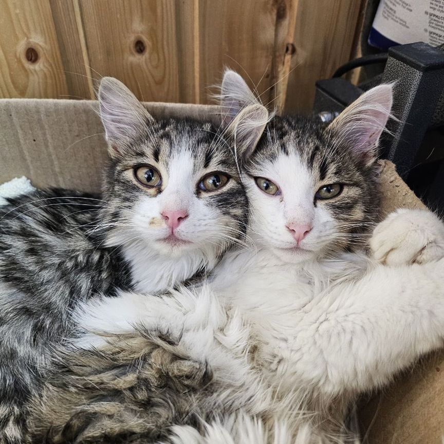 Котята в добрые руки