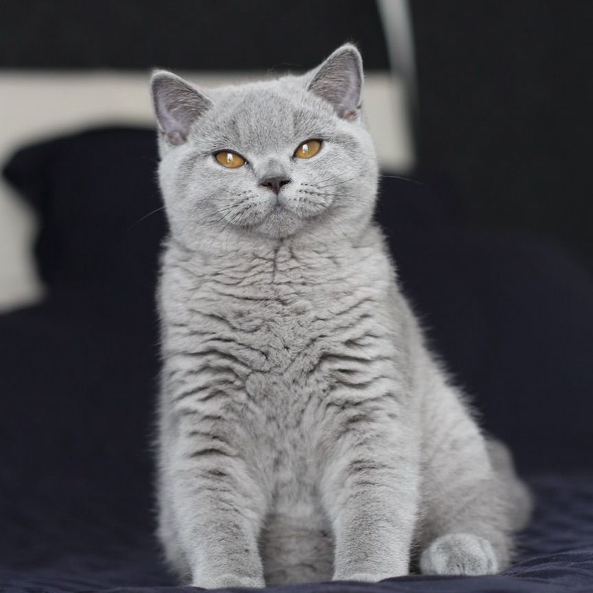 Британский котенок