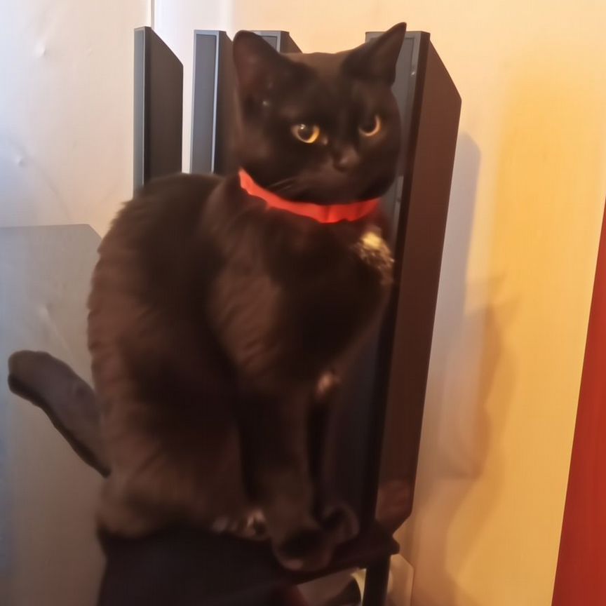 Бомбейская, взрослая кошка