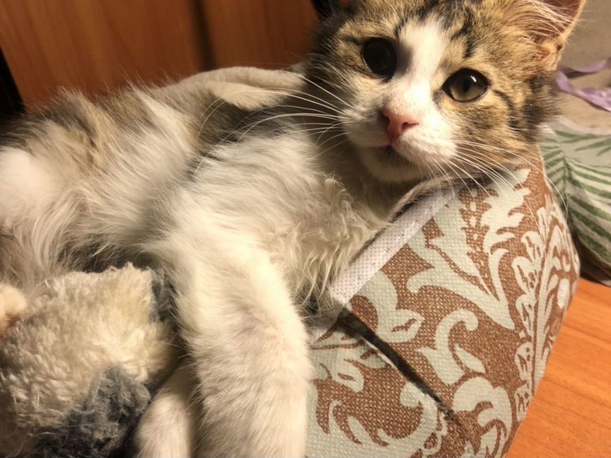 Котенок мальчик в добрые руки