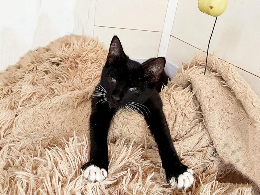 Письмо незрячего котенка маме. Возьмите в дар