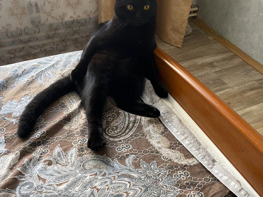 Вислоухий кот