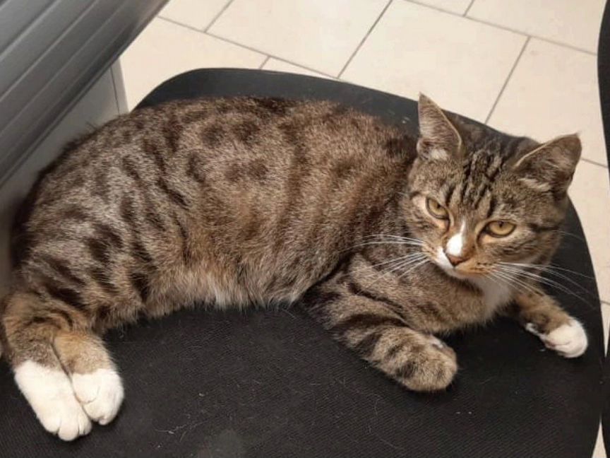 Кошка молодая живет на улице