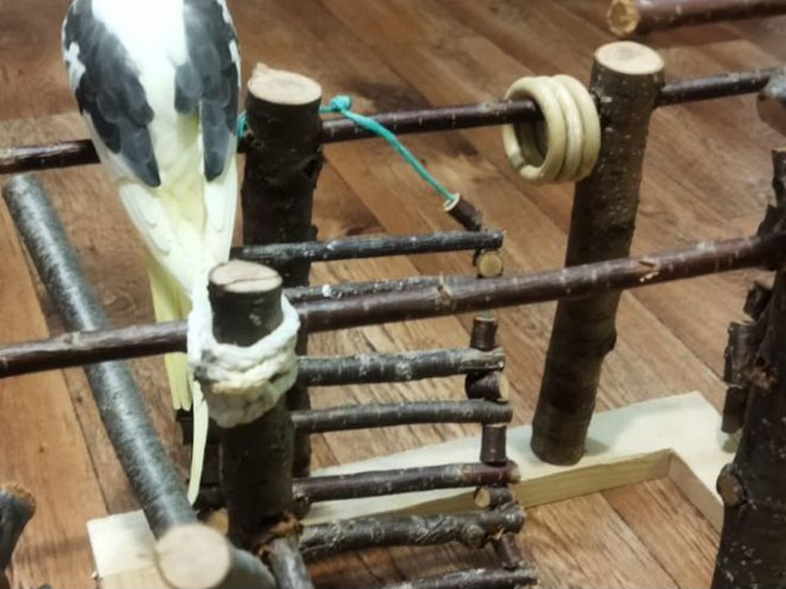 Игровой стенд для попугая