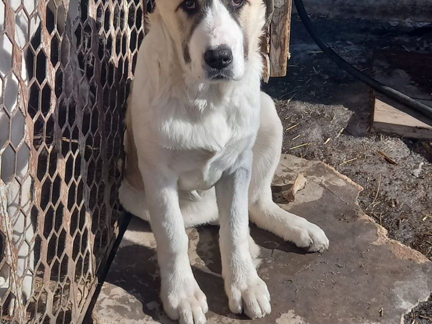 Среднеазиатская овчарка