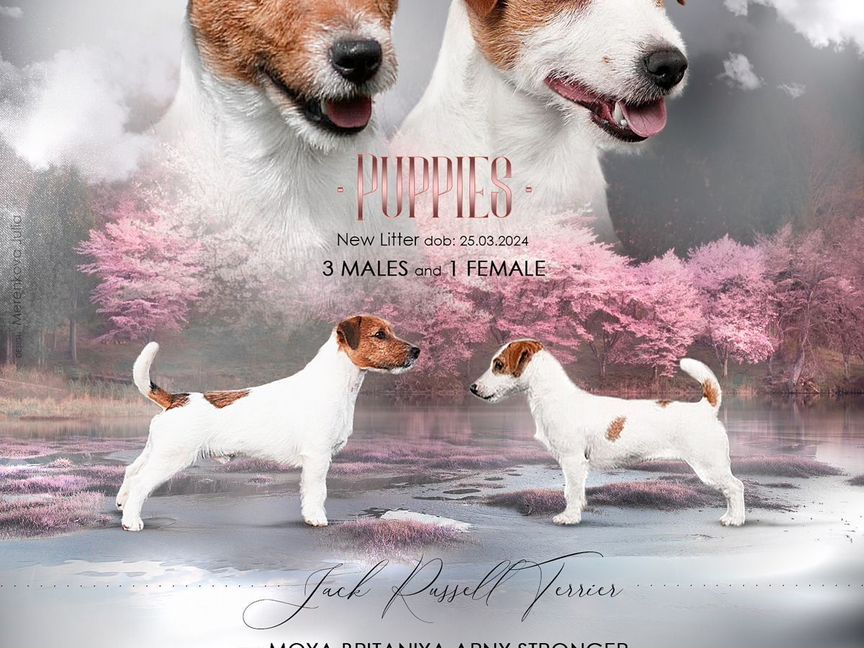 Щенки Джек Рассел Терьера от титулованной пары