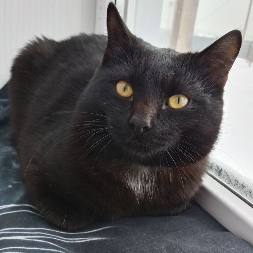 Сибирский котёнок