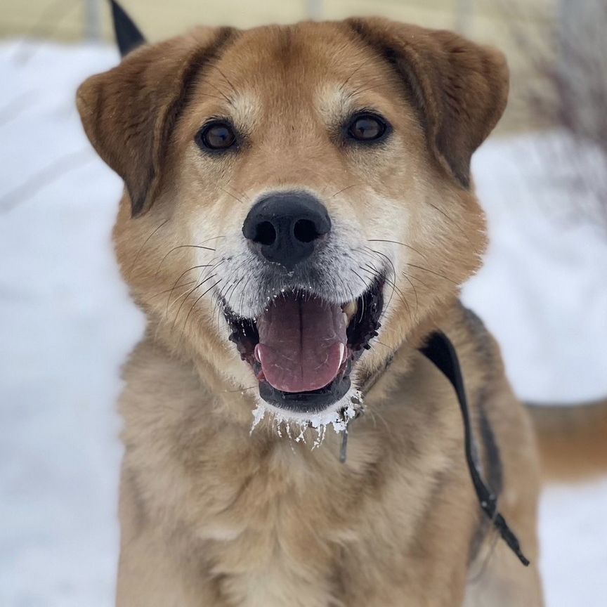 Взрослый пёс в добрые руки