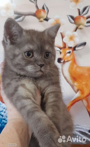 Котенок девочка 2,5 месяца