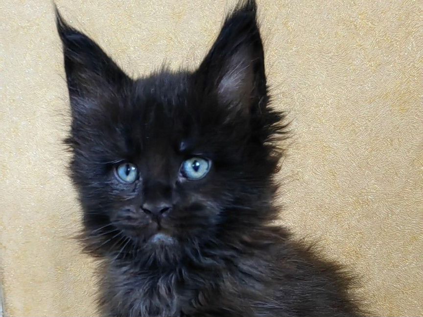 Аникен, полидакт мейн-кун