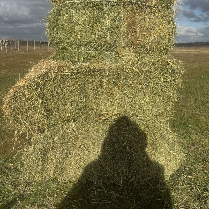 Люцерна в тюках