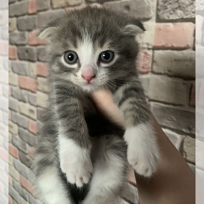 Шотландский вислоухий длинношёрстный котёнок