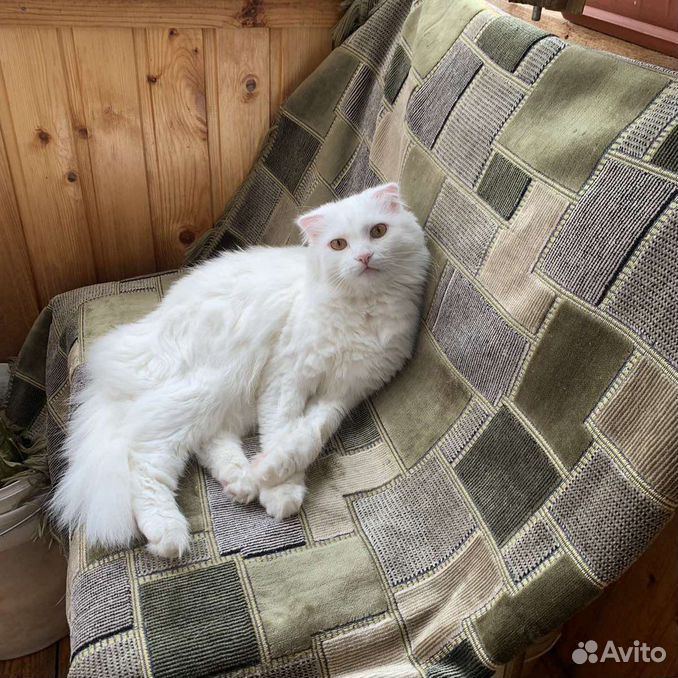 Вислоухий кот белый