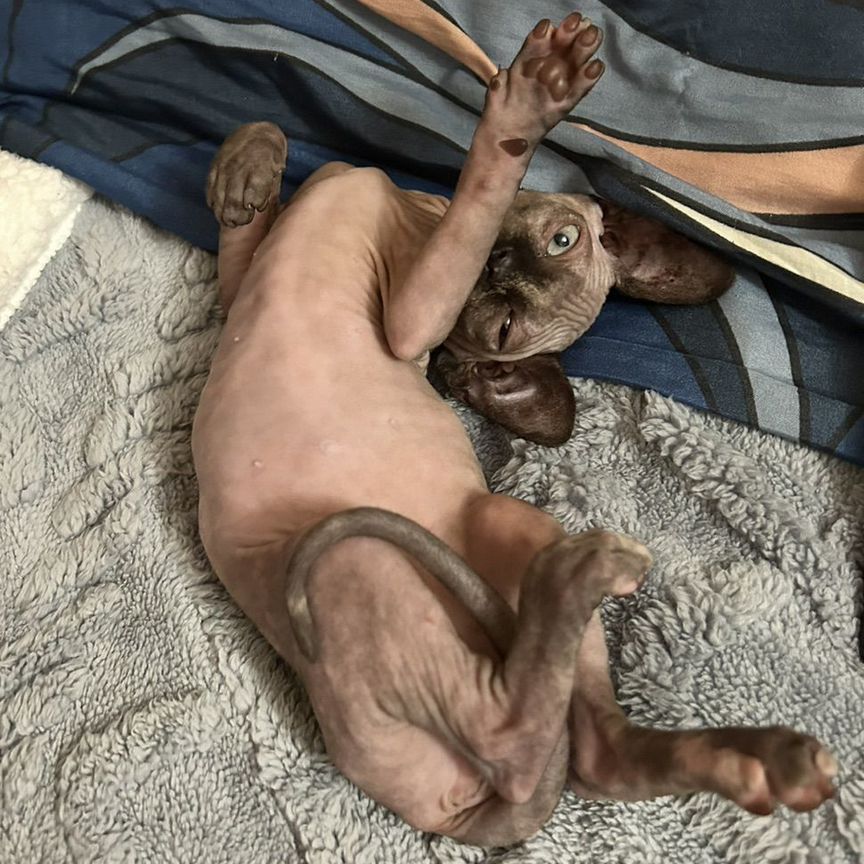 Канадский сфинкс кошка