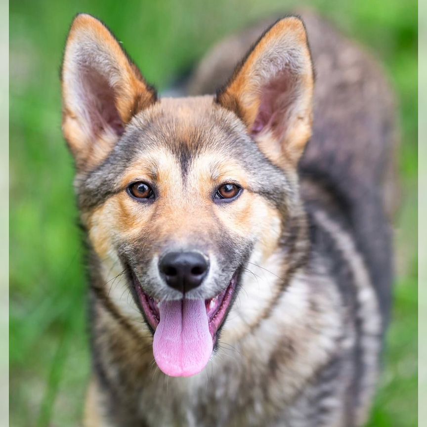 Взрослая собака в добрые руки