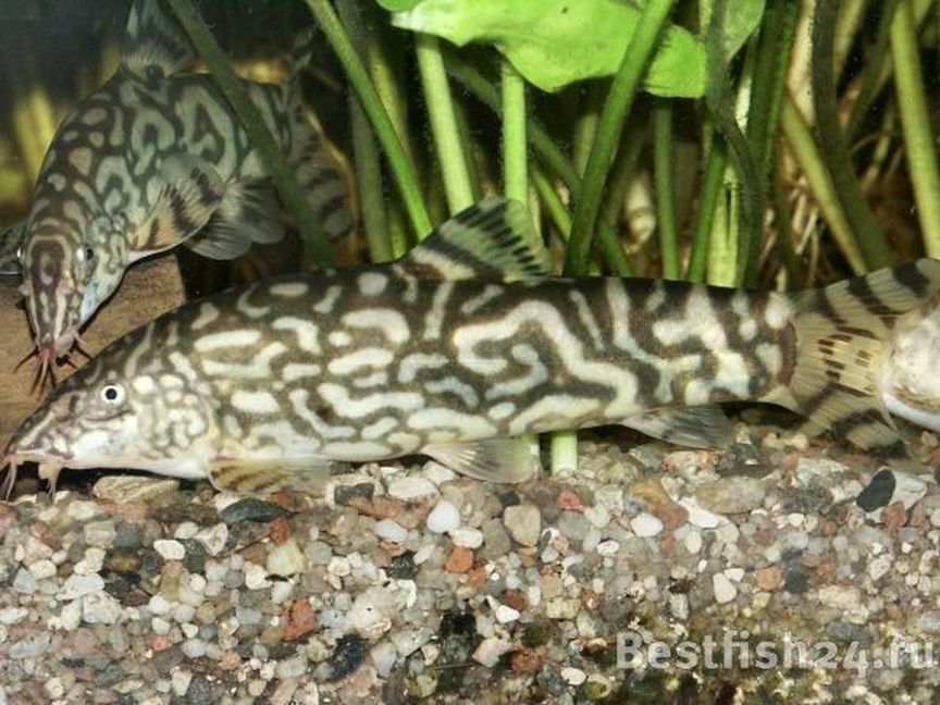 Боция мраморная