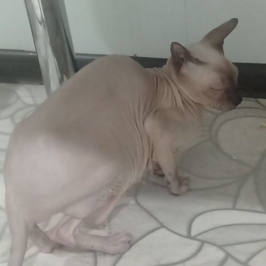Канадский сфинкс, взрослая кошка