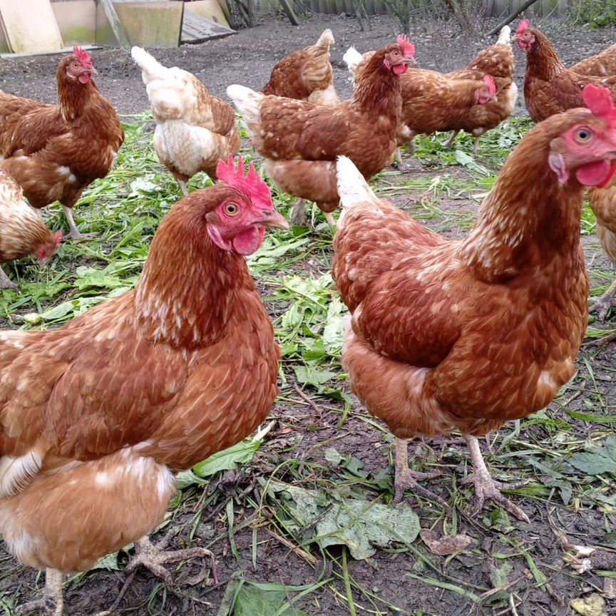 Продам куриц несушек Ломан Браун