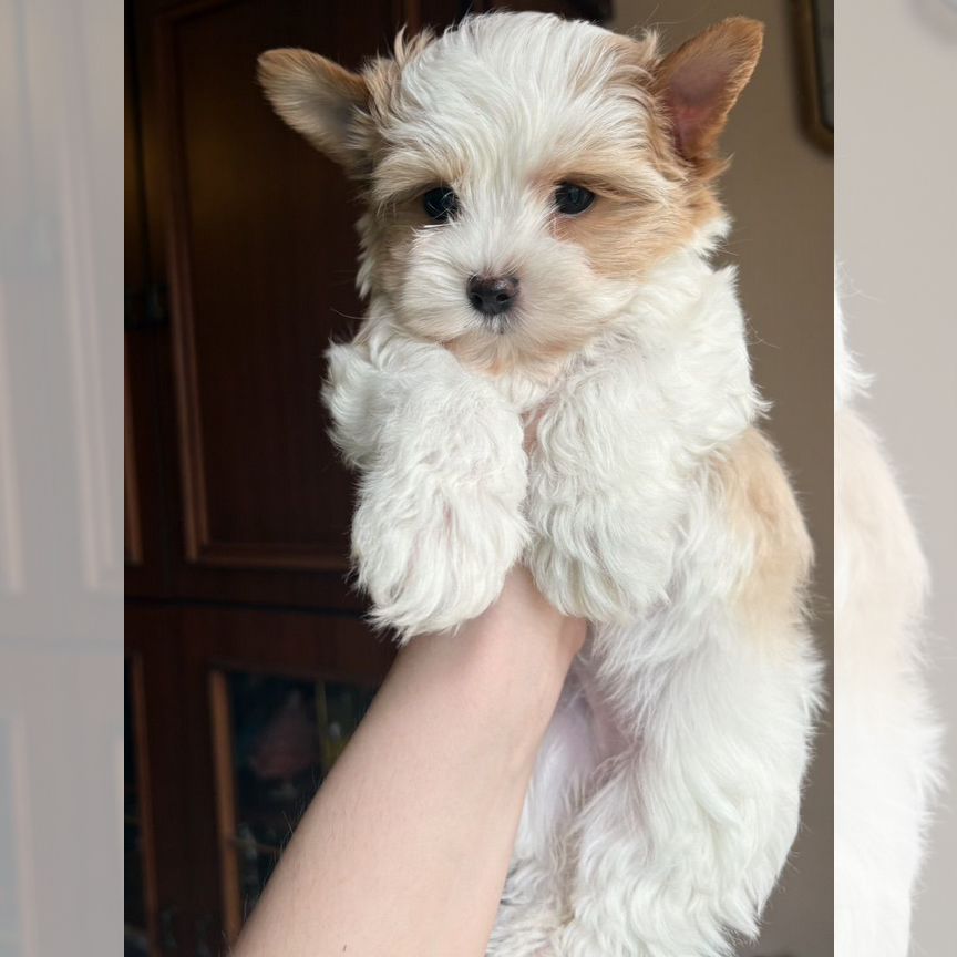 Бивер-йоркширский терьер, щенок