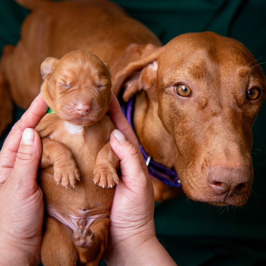 Венгерская выжла, щенок
