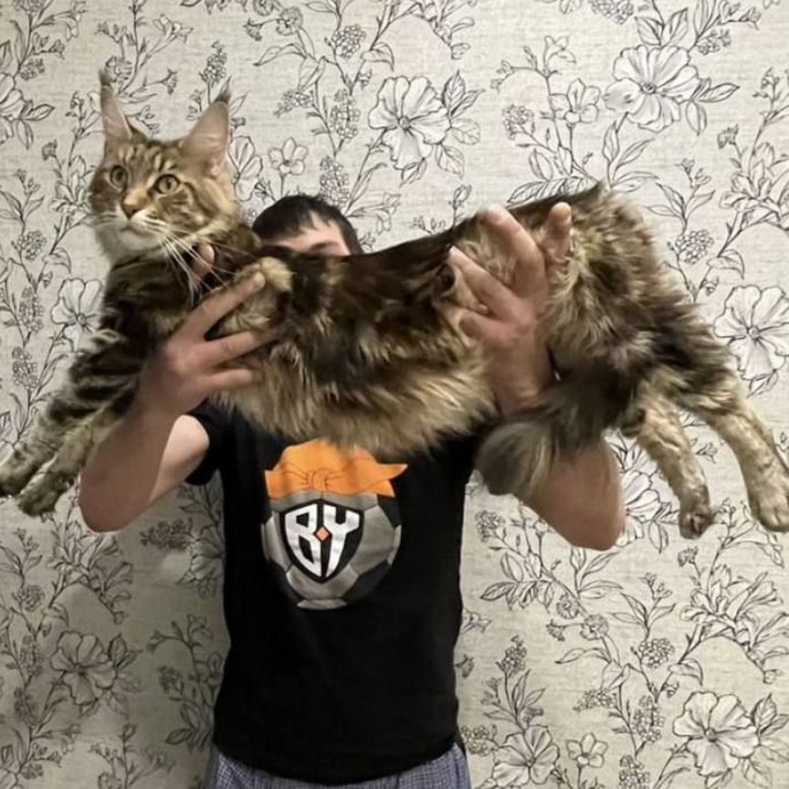 Кошка Мэйн кун