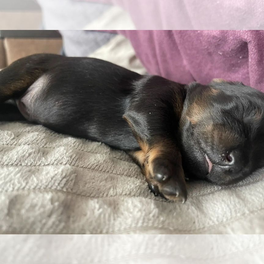 Русский той-терьер, щенок