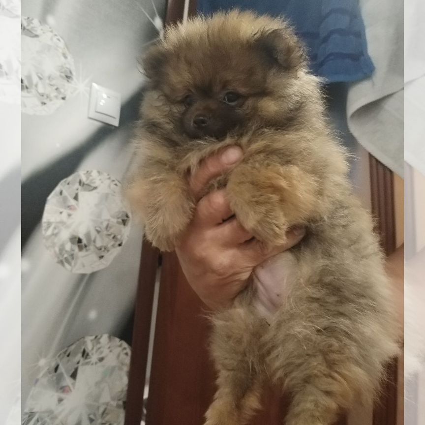 Померанский шпиц, щенок